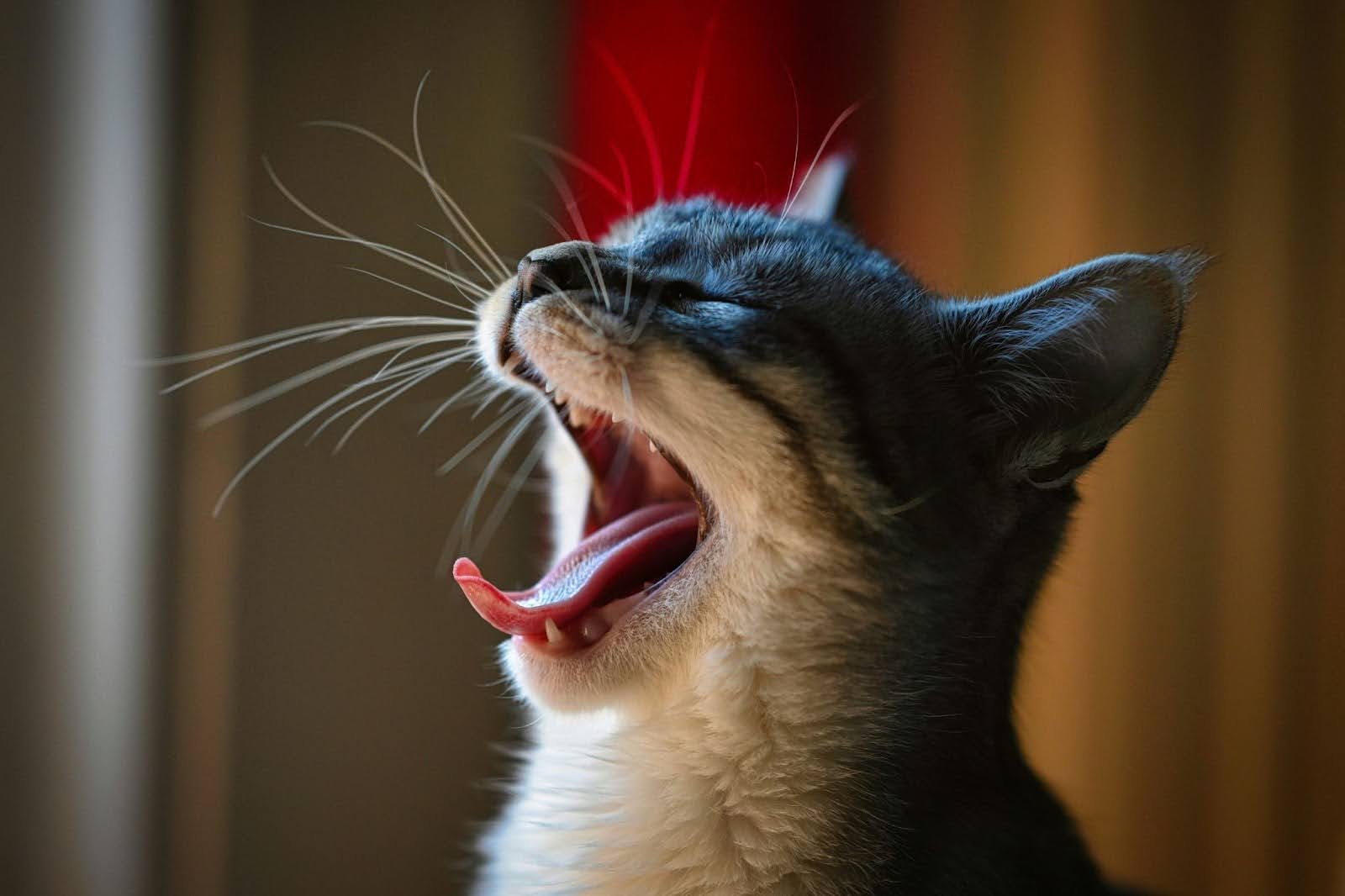 Prevención de enfermedades dentales en gatos: 5 Consejos prácticos - Petia Prevención de enfermedades dentales en gatos: 5 Consejos prácticos - Petia