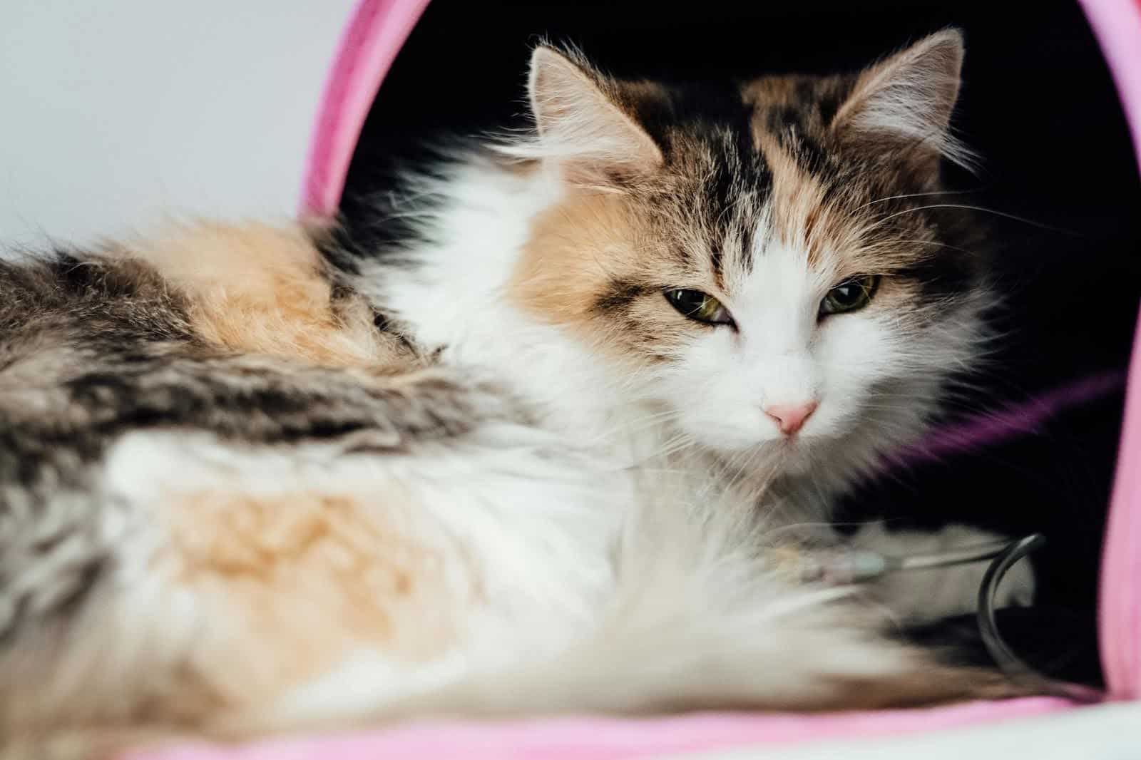 Prevención de enfermedades dentales en gatos: 5 Consejos prácticos - Petia Prevención de enfermedades dentales en gatos: 5 Consejos prácticos - Petia